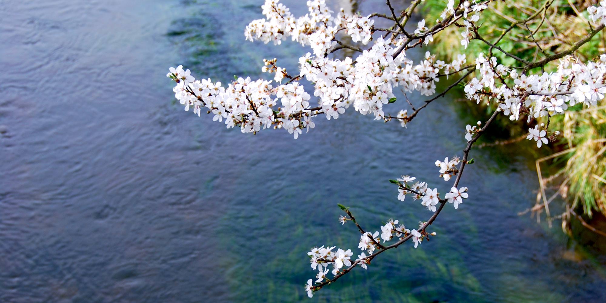 Margaret Bird, the editor - Burnham Press