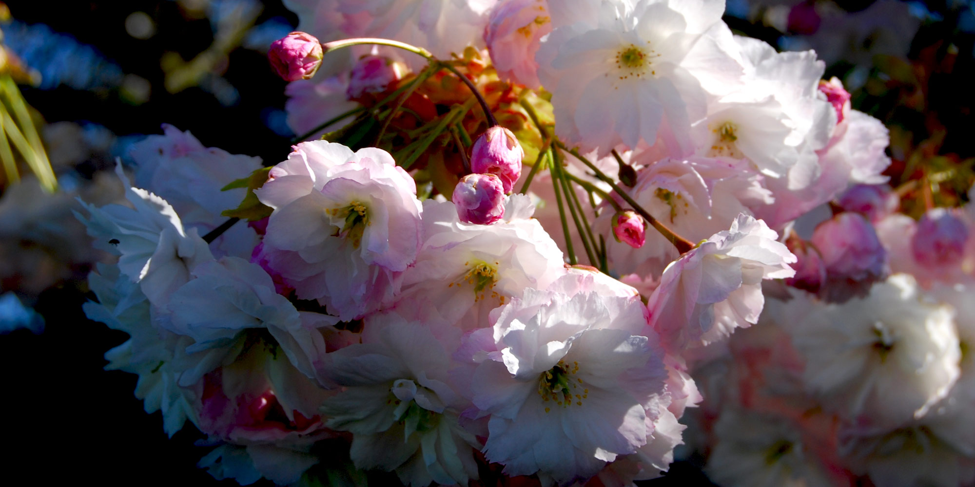 Margaret Bird, the author - Burnham Press